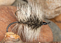 Sea Trout