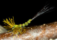 Mayflies
