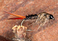 Nymphs