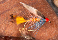 Sea Trout